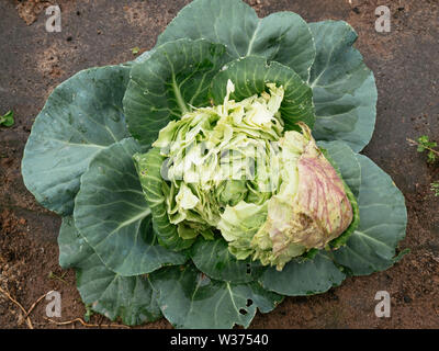 Headed cabbage with a split head caused by abundance of rain after a ...