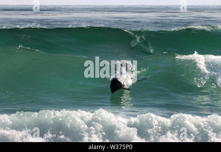 Commerson's dolphins diving in blue water, Falkland Islands Stock Photo ...