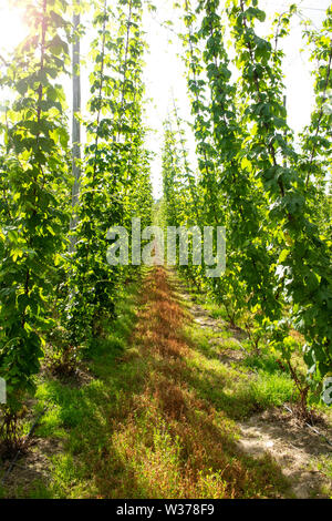 Kentish hops fields Stock Photo - Alamy