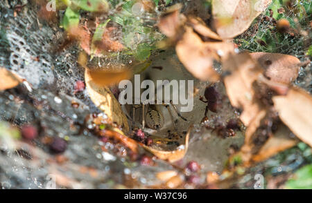 Spider web cave entrance Stock Photo - Alamy