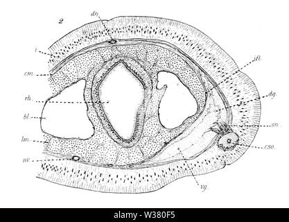 Tubulanus polymorphus, transverse section through nephridial region ...