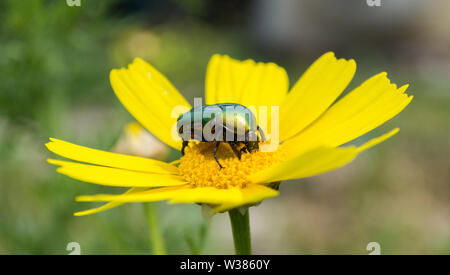 Fly and bright green rose chafer beetle on sunflower petals, macro shot ...
