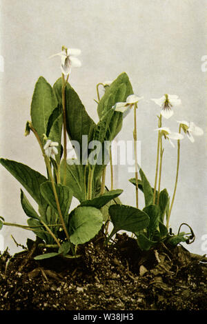 Viola primulifolia L Viola primulifolia L Stock Photo - Alamy