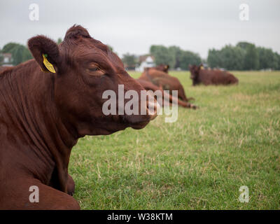 Cows on Midsummer Common Cambridge England Stock Photo - Alamy