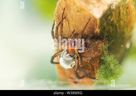 Diving bell spider Stock Photo - Alamy