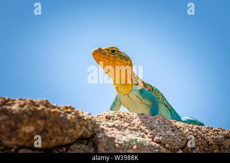 Male Collared Lizard resting on a Rock Stock Photo - Alamy