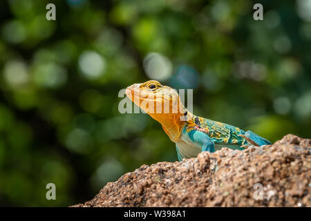 Collared lizard in Wichita Mountains National Wildlife Refuge in Lawton ...