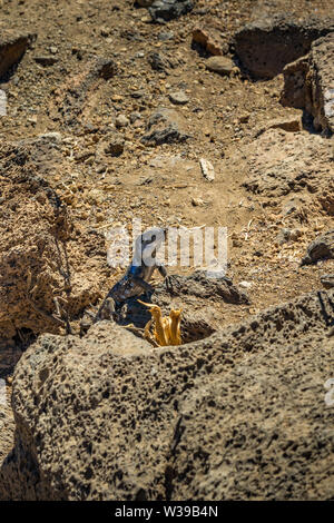 Close-up of a pangolin standing up on a wall, Indonesia Stock Photo - Alamy