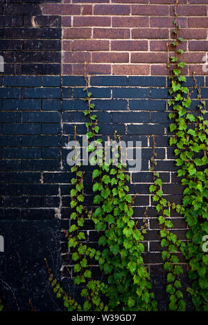 Green vines on red wall Stock Photo - Alamy