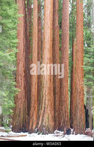 Pine Trees and Giant Sequoias in Long Meadow Grove, Sequoia National ...