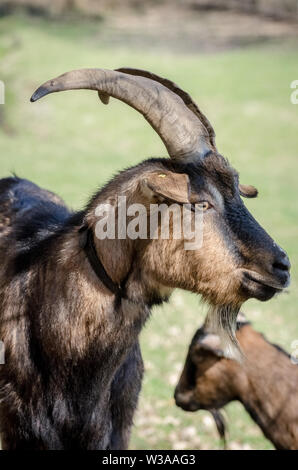 Capra aegagrus hircus, Caprinae, Domestic goat on a pasture in Bavaria ...