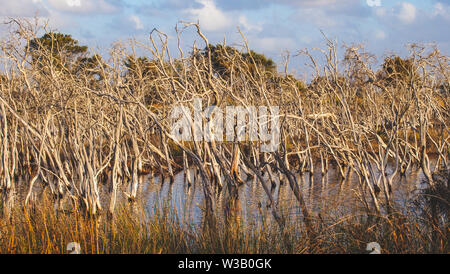 Len Howard Conservation Park near Mandurah, Western Australia Stock ...