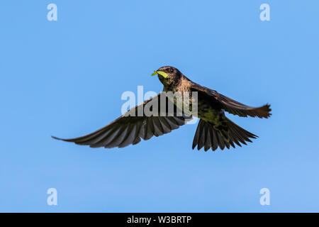 Purple Martin, Progne subis, female Stock Photo - Alamy