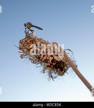 Robber Fly, Holcocephala fusca Stock Photo - Alamy