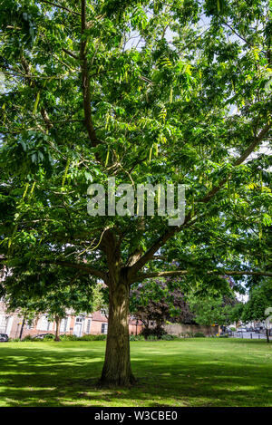 Pterocarya fraxinifolia Caucasian Wingnut trees Stock Photo: 74115274 ...