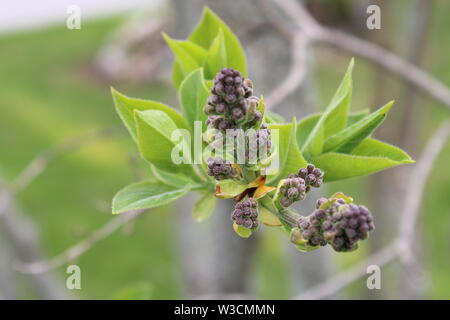 Lilac Flowers in Spring - Pre-Bloom 4 Stock Photo - Alamy