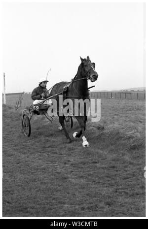 Tommy Marshall riding Hanover Way. Harness racing (Trotting) at Bogside ...