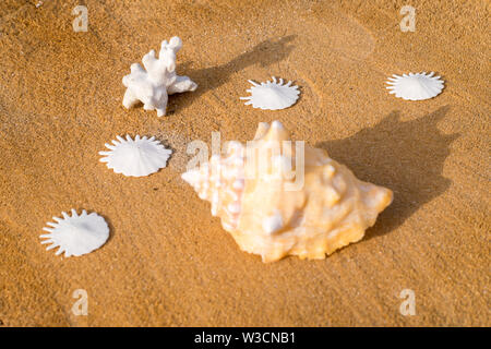 Sea Shells fro Cabo Verde Atlantic Ocean decoration Stock Photo - Alamy
