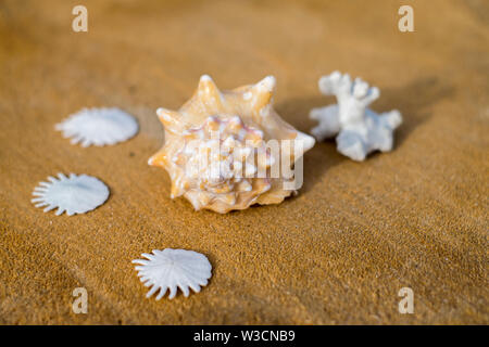 Sea Shells fro Cabo Verde Atlantic Ocean decoration Stock Photo - Alamy