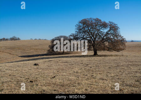 Open dry cattle pasture with oak shade trees Stock Photo - Alamy