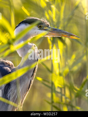 A great blue heron is seen looking for food along the semi-frozen Great ...