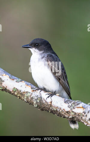 Vertical closeup of the eastern kingbird, Tyrannus tyrannus Stock Photo ...