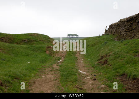 Elephant Trees copse on Pikeston Fell, Weardale, County Durham, England ...