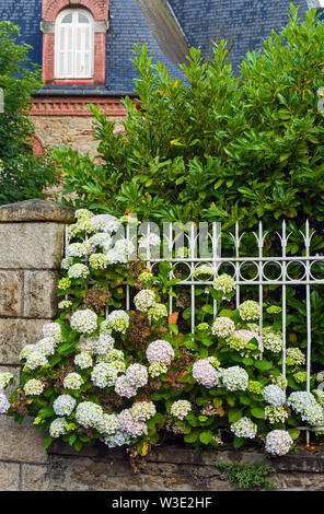 Hydrangea, hydrangea, hydrangea blossom, Brittany, France Stock Photo ...