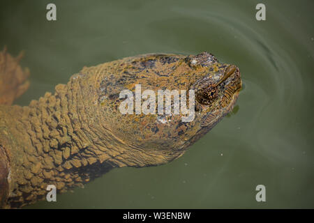 Snapping turtle, Chelydra serpentina, with leech attached to eyelid ...