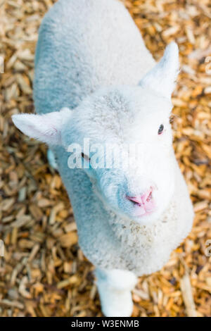 The face of a beautiful little white lamb Stock Photo: 23280188 - Alamy