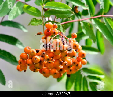 Picture with orange rowan and green tree leaves Stock Photo - Alamy