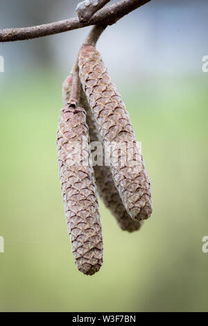 An Alder tree, common name of a genus of flowering plants (Alnus ...