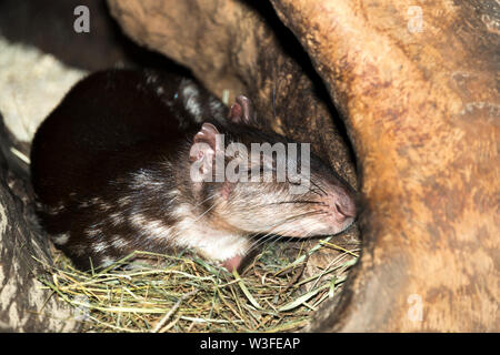 Paca; Agouti paca; Agouti; animal; Flora; Natureza; Paca comendo folhas ...