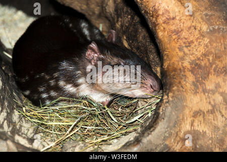 Paca Cuniculus paca Spotted Paca large rodent tropical sub-tropical ...