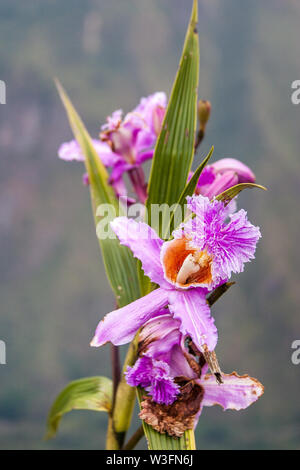 Peru Machu Picchu - Wild purple orchid flower Machu Picchu Mountain ...