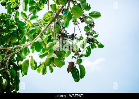 Java plum, Lomboy, Duhat Tree, syzygium cumini, tropical plant, exotic ...