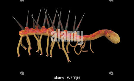 Hallucigenia, prehistoric aquatic animal from the Cambrian Period (3d ...