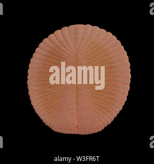 Dickinsonia costata fossil, Ediacaran biota, Precambrian Period Stock ...