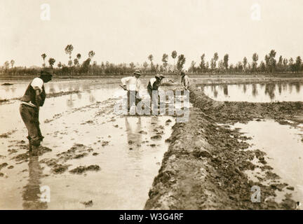 Italian rural world of the past: working activities in rice fields ...
