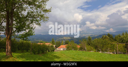 Raspberry fields in Serbia during summer Stock Photo - Alamy