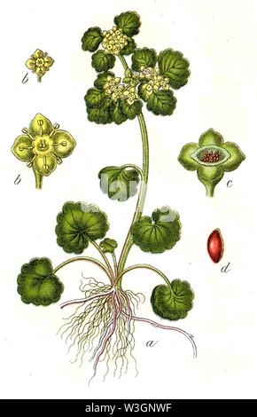 Chrysosplenium alternifolium Sturm62 Stock Photo - Alamy