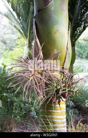 Nikau (Rhopalostylis sapida) Palm Tree Native to New Zealand grown in ...