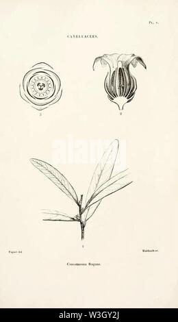 Cinnamosma fragrans Baillon Adansonia 7 pl 5 1867 Stock Photo - Alamy