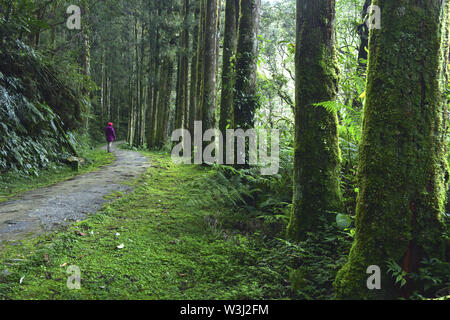 damp forest in Mingchi forest park Stock Photo - Alamy