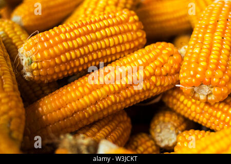 Fresh Process harvest Dried corn with bamboo basket. in Nepal Stock ...