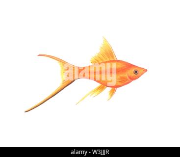 illustration of an orange fish on a white background Stock Vector Image ...
