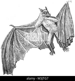 Lesser false vampire bat, Megaderma spasma. Cordated bat, Vespertilio ...