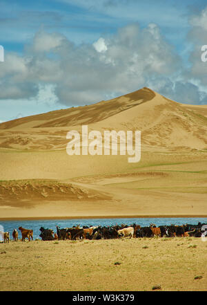 Sands Mongol Els, Herd of animals grazed on the grass Stock Photo - Alamy