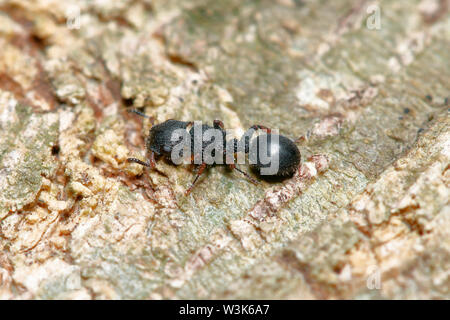 Tree ant (Cataulacus granulatus) on tree trunk background (taken from ...