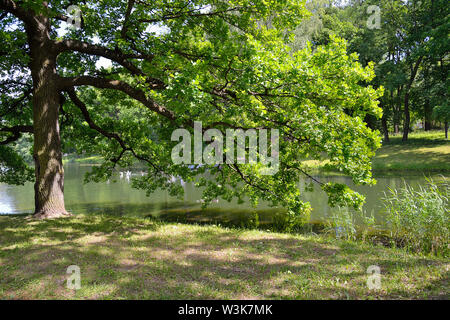 An old oak tree by the pond Stock Photo - Alamy